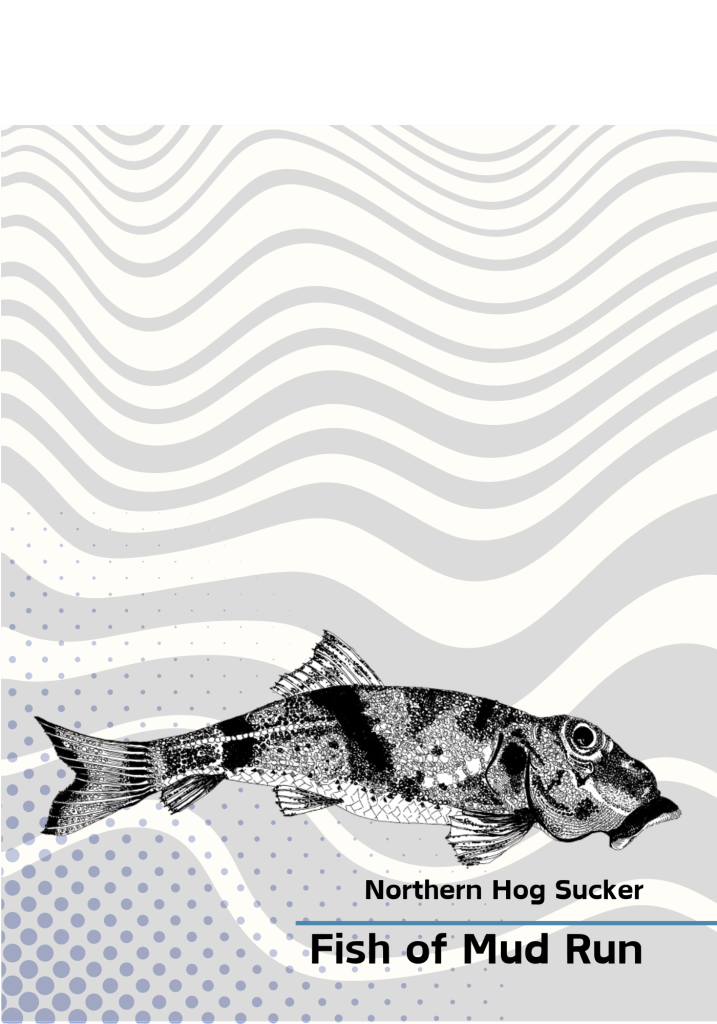 Central Stoneroller Minnow - The Mud Run Conservancy (MRC)